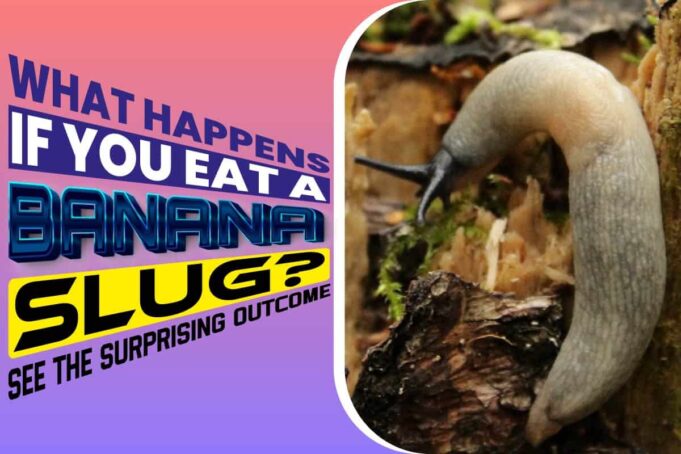 What Happens If You Eat A Banana Slug? See The Surprising Outcome
