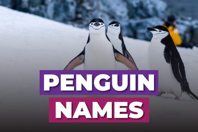 550+ Penguin Names: Funny and Cute - South Slope News